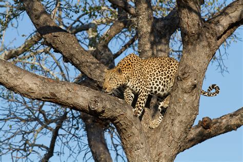 A Collection Of Leopards In Trees Limited Edition Blog Iconic Africa