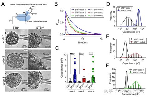 研究胎盘发育新工具：滋养层类器官 知乎