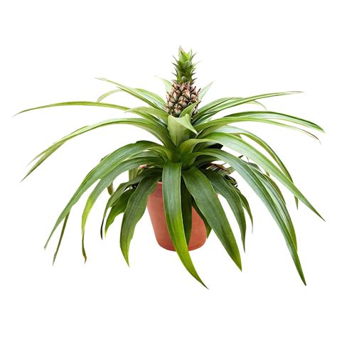 Ananas Comosus Wahat Al Sahraa