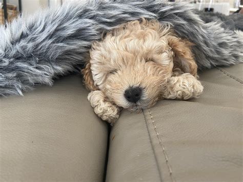 Just Picked Up Our First Cockapoo Pup Hes Settled In And Tired Himself Out In The Process Just Picked Up Our First Cockapoo Pup Hes Settled In And Tired Himself Out In The Process