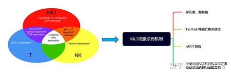 T细胞分类及标记物汇总，深度详解版！ 知乎