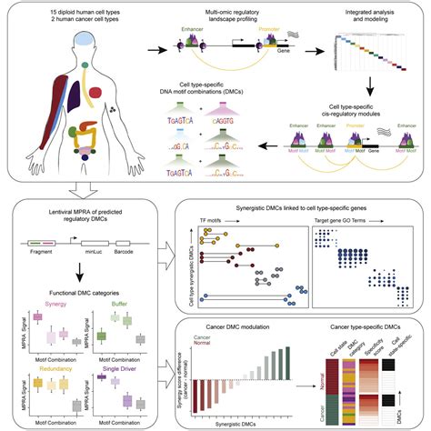 A Cis Regulatory Lexicon Of Dna Motif Combinations Mediating Cell Type Specific Gene Regulation