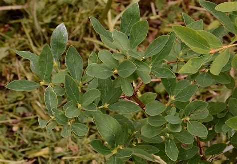 Suche Nach Arten Blaue Heckenkirsche Lonicera Caerulea L