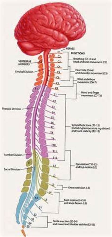 Functions Of The Spinal Cord