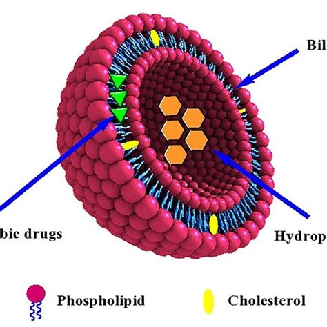 A Schematic Presentation Of Various Ligands Used In Liposome Targeting