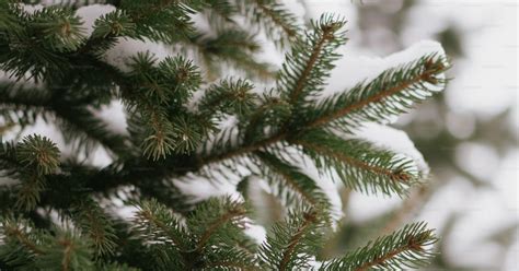 눈이 쌓인 소나무 클로즈업 사진 Unsplash의 겨울 이미지