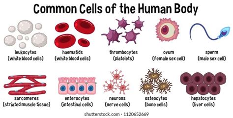 Sex Cell Images Stock Photos Vectors Shutterstock
