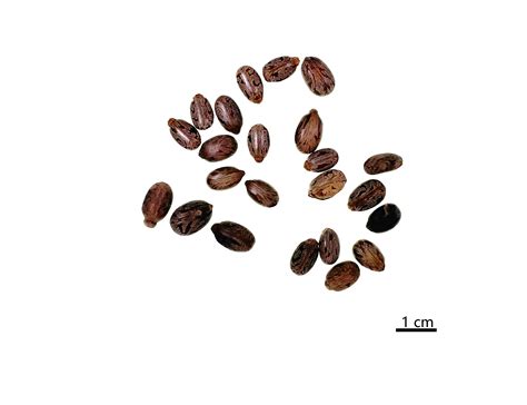 蓖麻子拼音：bimazi英文名：castor Seed拉丁名：ricini Semen科名：大戟科 Euphorbiaceae标本