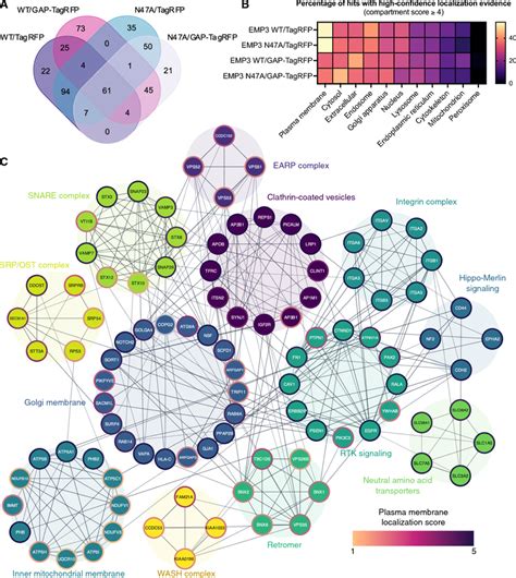 Bioid2 Based Proximity Labeling Of Emp3 Wt And N47a In U 118