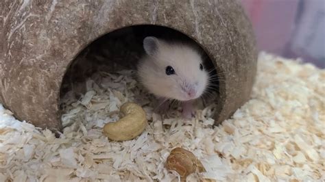 빼꼼~ 나와보는 생후 4주차 아기 햄스터 Youtube