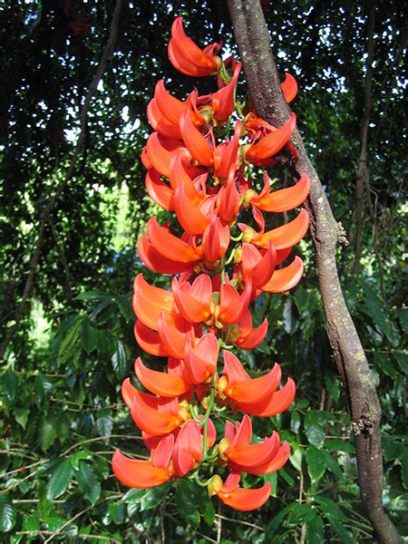 Mucuna Novoguineensis Plant Detail Tropical Plants Database Ntbg