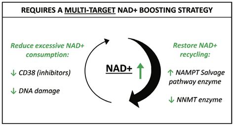 The Role Of Nad In Regenerative Medicine House Of Beauty Top Rated