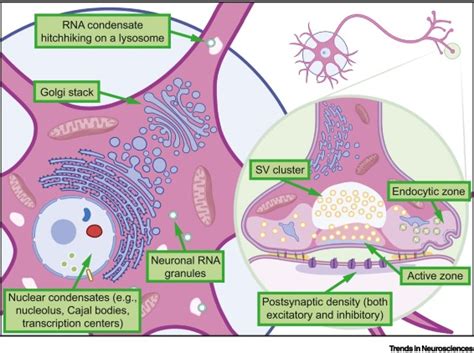 Condensate Biology Of Synaptic Vesicle Clusters Trends In Neurosciences