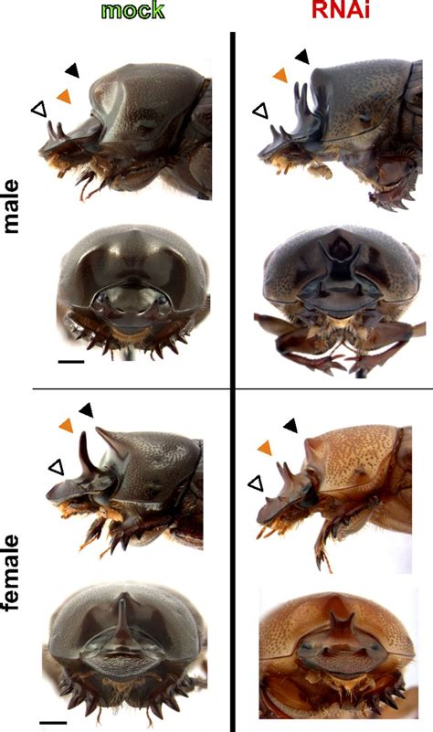 Diversification Of Doublesex Function Underlies Morph Sex And