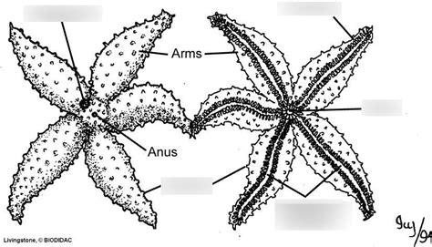 Echinoderms Diagram