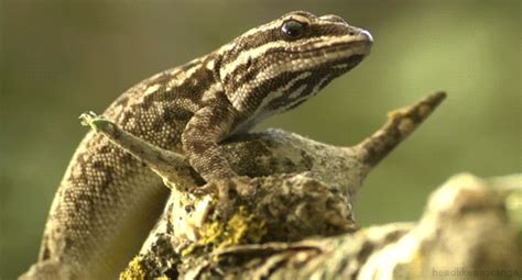 Lizards  Ice