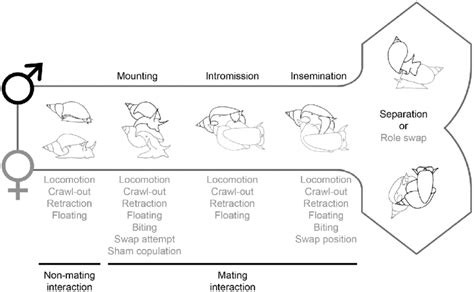 Overview Of The Different Behavioural Components Exhibited By Snails Download Scientific