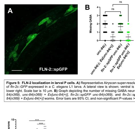 Fln 2 Has Synthetic Interactions With Unc 84 And Cgef 1 Graph