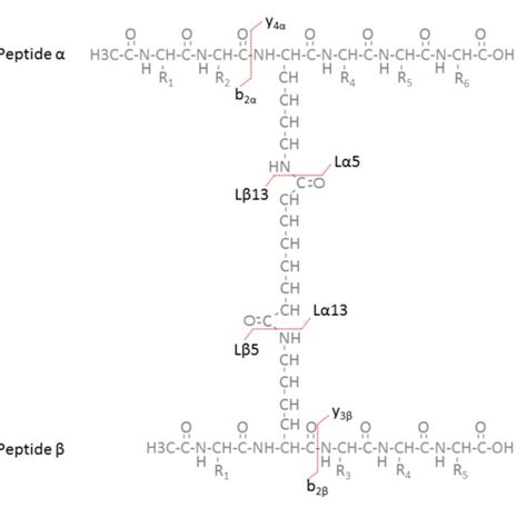Fragmentation Patterns Of Cross Linked Peptides Peptides Cross Linked Download Scientific