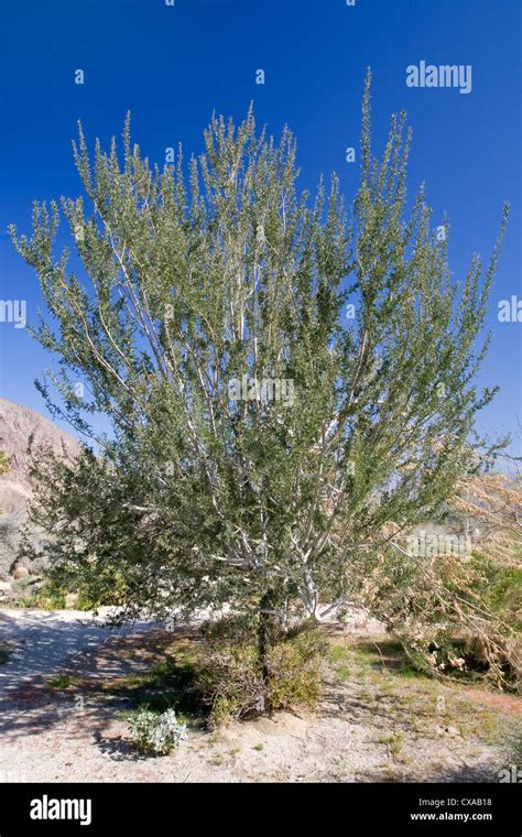 A Desert Ironwood Tree In Anza Borrego Desert State Park California