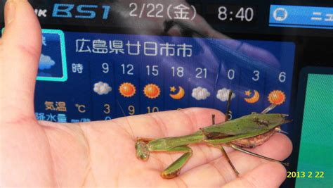 オオカマキリ 静かに旅立ってしまいました 新廿日市市の自然観察昆虫
