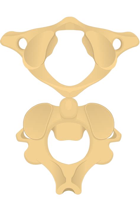 Axis Vertebrae Anatomy