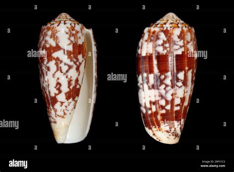 Striated Cone Pionoconus Conus Striatus Sea Snail Is The Venomous Sea Snail That Can Kill