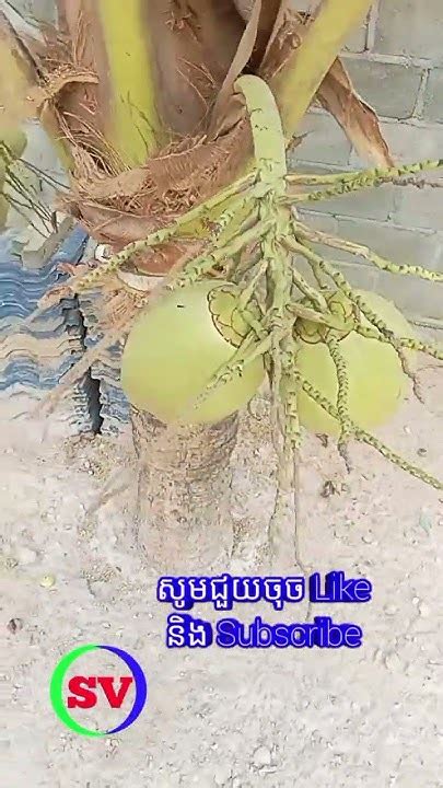 ផ្លែដូង ️🙏🙏 Youtube