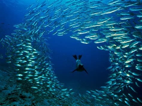 School Of Arctic Fish