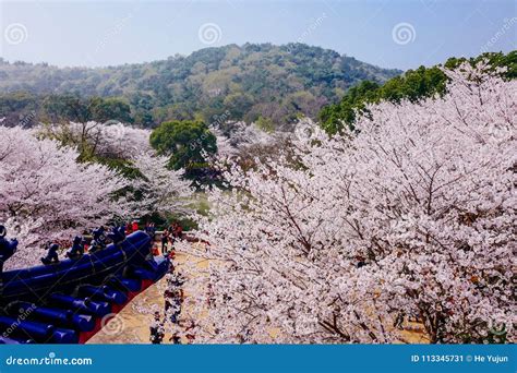 Cherry Blossom Valley Wuxi China Editorial Photo Image Of Wall