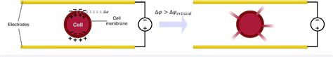 Figure 1 From Microfluidic Single Cell Analysis Toward Integration And Total On Chip Analysis