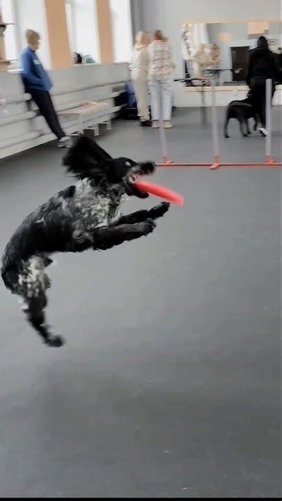 Фрисби🥏 собака РОС русскийохотеичий спаниель фрисби Youtube