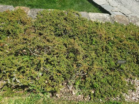 How To Propagate Cotoneaster Adpressus Propagate One