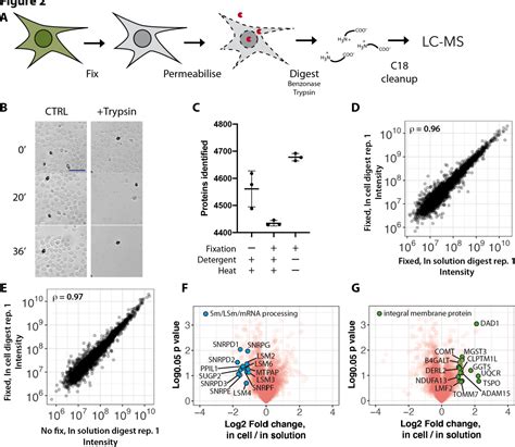 Figure 2 From Cell Cycle State Proteomics And 8 Classification Using In Cell Protease Digests 9
