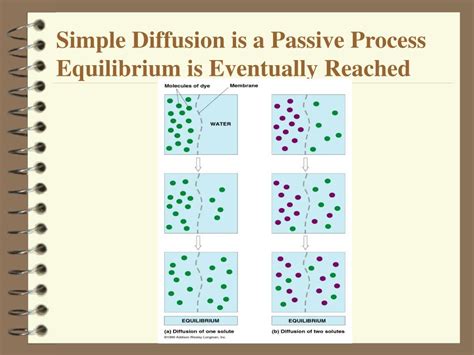 Ppt Chapter 4 Functional Anatomy Of Procaryotic And Eucaryotic Cells Powerpoint Presentation