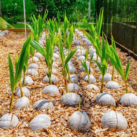 Tall Hybrid Coconut Seedlings Green Hybrid Empire Ltd