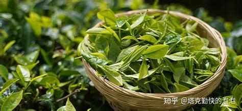 普洱生茶和普洱熟茶的区别 知乎
