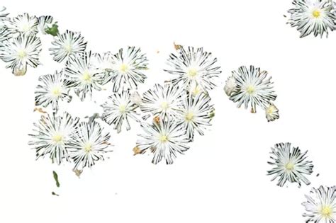 Pack 10 Rayitos De Sol Blanco Planta Ornamental Flor Cuotas Sin Interés