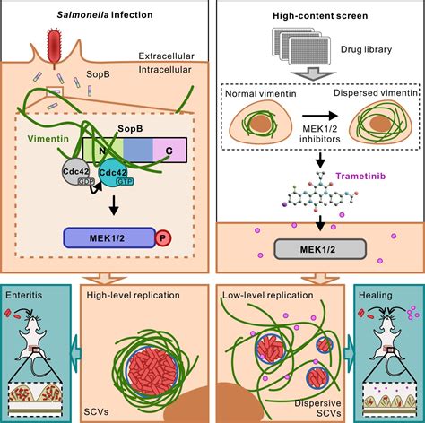 Salmonella Infection While Pregnant At Kathryn Pauling Blog
