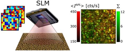Statistical Nonlinear Optical Mapping Of Localized And Delocalized