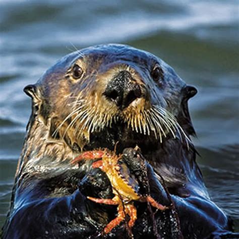 Sea Otters Eating Food