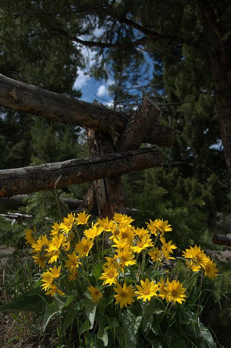 Arrowleaf Balsam Root Photograph By Frank Madia Pixels