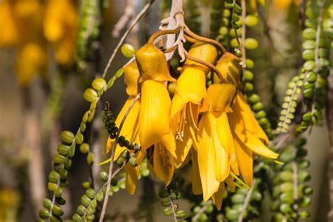 Kōwhai Flower The National Flower Of New Zealand Flower Ting