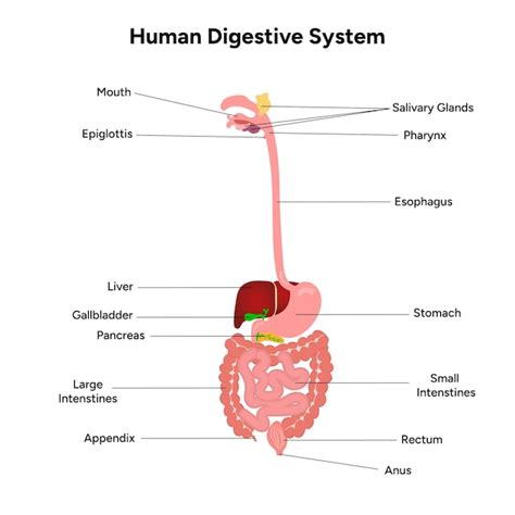 인간 소화 기관 해부학 다이어그램 프리미엄 벡터