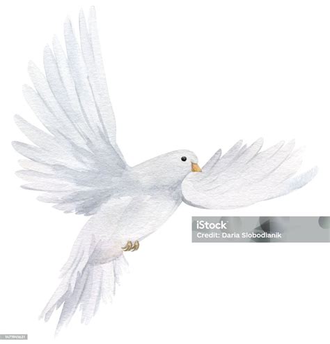 수채화 흰 비둘기입니다 손으로 그린 수채화 그림입니다 장식 디자인 요소 비둘기에 대한 스톡 벡터 아트 및 기타 이미지 비둘기