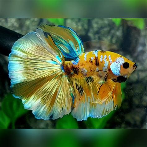 Yellow Gold Galaxy Halfmoon Male Zaga Farm