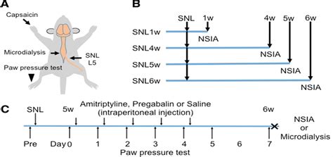 Amitriptyline But Not Pregabalin Reverses The Attenuation Anesthesia And Analgesia