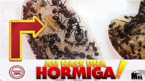 Mira Como Nace Una Hormiga Video Especial Messor Barbarus Youtube