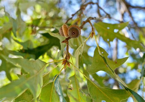 Identify Southern Versus Northern Red Oak Acorns