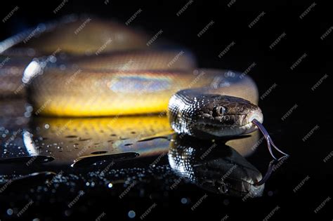 Premium Photo Rainbow Serpent Water Python Liasis Fuscus Isolated On Black Mirror